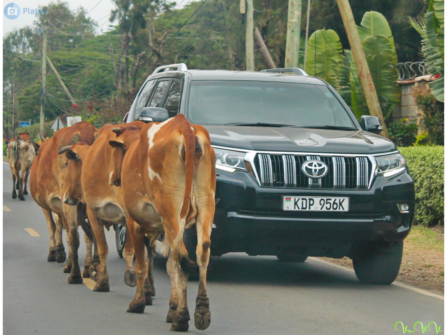 "KDP 956K" photos Toyota Land Cruiser Prado. Kenya